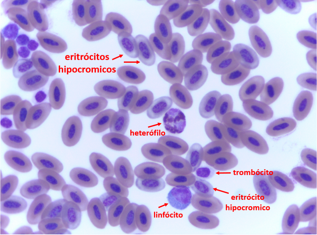 Patologia Clínica de Aves e Mamíferos