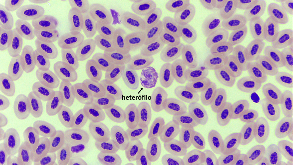 Patologia Clínica de Aves e Mamíferos
