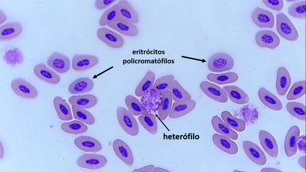 Patologia Clínica de Aves e Mamíferos