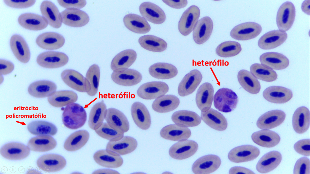 Patologia Clínica de Aves e Mamíferos