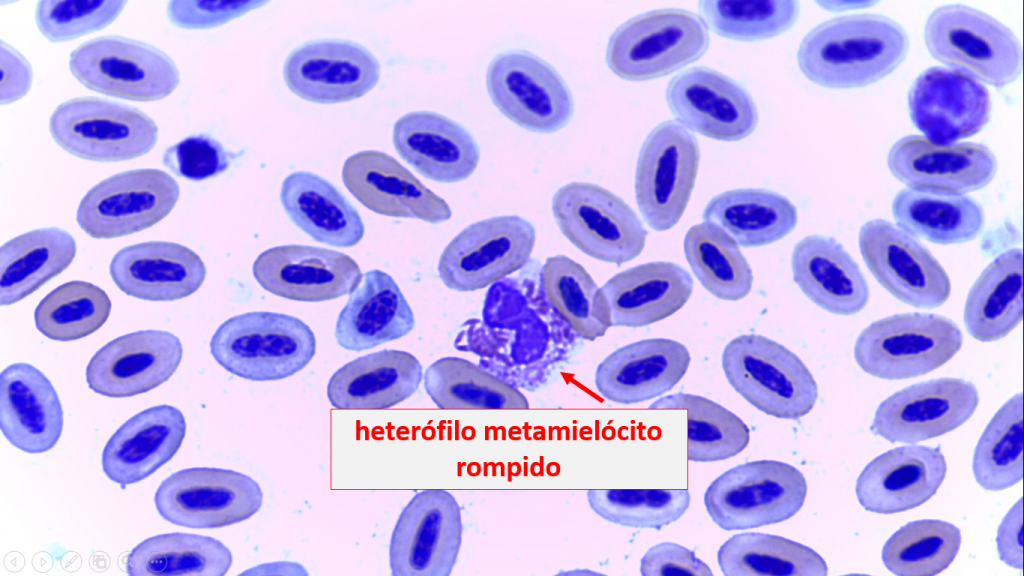 Patologia Clínica de Aves e Mamíferos