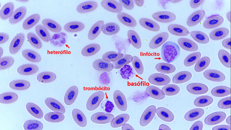 Patologia Clínica de Aves e Mamíferos