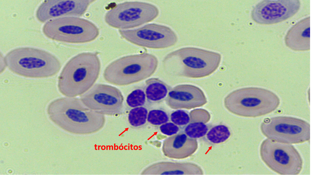 TROMBÓCITOS/HEMOPARASITAS | Patologia Clínica de Aves e Mamíferos