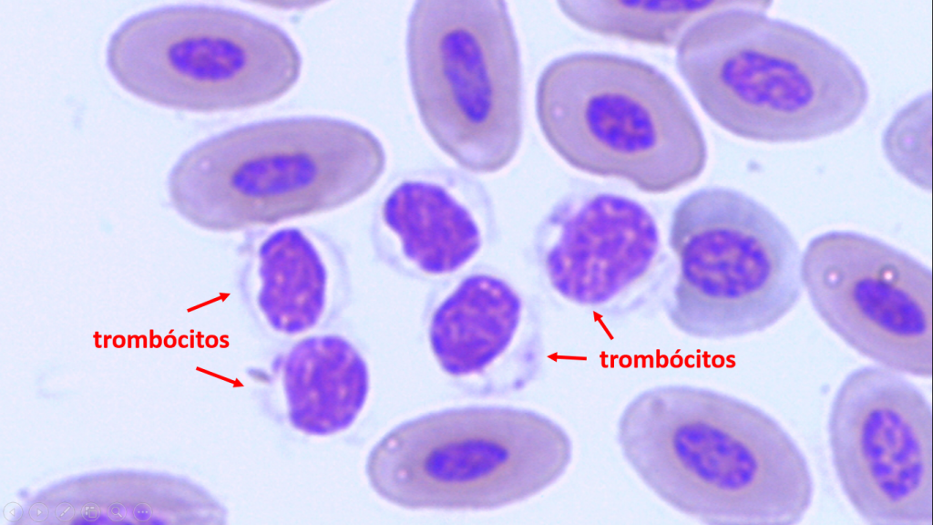 Patologia Clínica de Aves e Mamíferos
